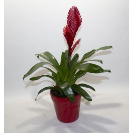 RED BROMELIAD PLANT DELIVERING FRESH FLOWERS AND PLANTS LONDON AND ...