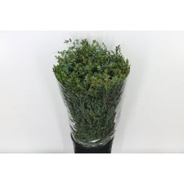 EUCALYPTUS PARVIFOLIA DELIVERING FRESH FLOWERS AND PLANTS LONDON AND ...