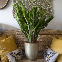 ZANZIBAR GEM PLANT DELIVERING FRESH FLOWERS AND PLANTS LONDON AND ...